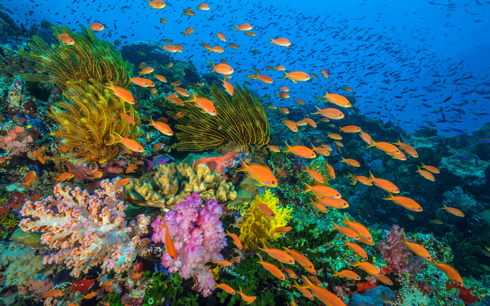 Ωκεανοί: Ο Γαλάζιος Πλανήτης μας - Kidshub